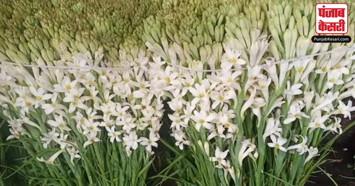 Rajnigandha Flower Farming: रजनीगंधा के फूलों की खेती, कमाई और उपयोग से ...